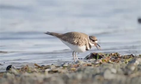 Killdeer Vs Sandpiper 6 Cool Differences To Know