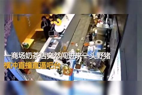 野猪闯入商场奶茶店，女店员惊声尖叫一跃翻出柜台奶茶店野猪柜台