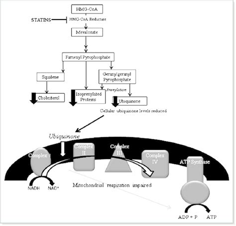 Illustration Of The Proposed Theory Explaining Statin Myopathy As Download Scientific Diagram