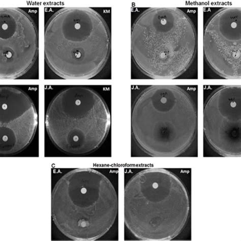 A Disk Diffusion Assay To Test The Antibacterial Activity Of Egyptian