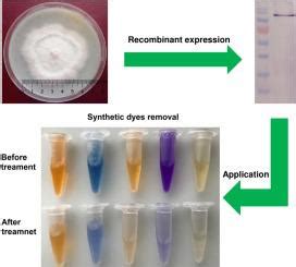 尖孢镰刀菌 HUIB02重组漆酶的表征及其在生化去除染料中的应用 Biochemical Engineering Journal X MOL