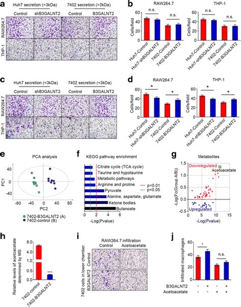 Acetoacetate Is Identified As The Key Secreted Molecule From Hcc Cells