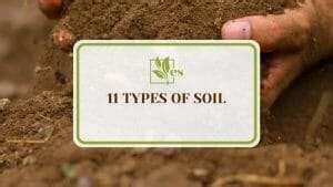 Types Of Soil Which Soil Type Is Right For Your Garden Evergreen Seeds