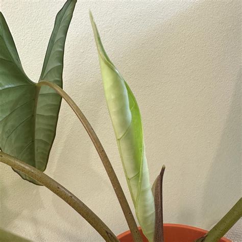 10 Tips For Growing Anthurium Hookeri Outdoors 🌺