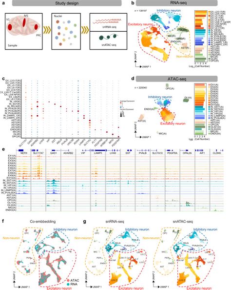 Spatially Resolved Gene Regulatory And Disease Related Vulnerability Map Of The Adult Macaque