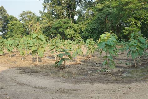 Big Teak Tropical Hardwood Tree In Forest Jungle Near Prasat Banteay
