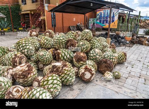 Agave Hearts Or Pinas Ready For Roasting At An Artisanal Mezcal