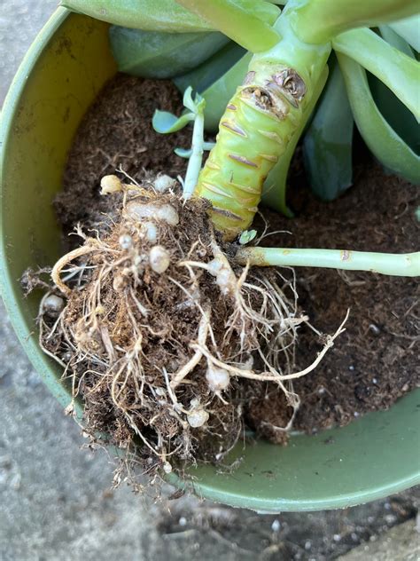 What Are These Node Looking Things In The Roots Rsucculents
