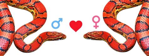 שיטות לזיהוי מין הנחש סנייקס חיות אקזוטיות