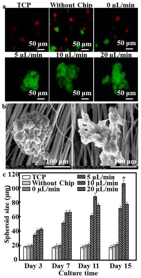 Patterned Fibers Embedded Microfluidic Chips Based On Pla And Pdms For Ag Nanoparticle Safety