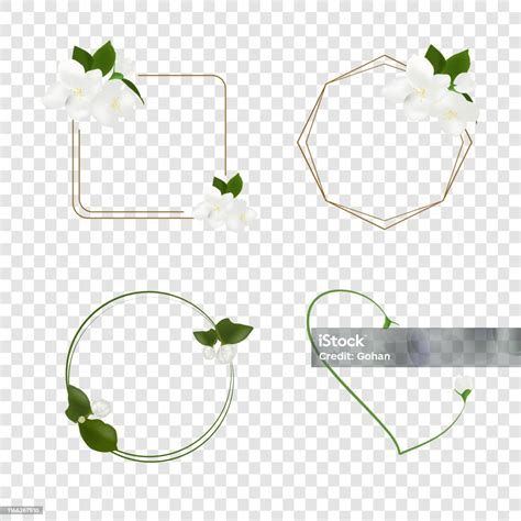 美麗的白色茉莉花向量隔離在透明背景上 插圖裝飾文字方塊架 元素花卉設計橫幅或婚禮邀請卡 母親節花向量圖形及更多具有特定質地圖片 具有特定