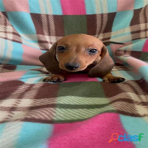 Teckel Mini O Dachshund Mini Perro Salchicha Mini A La Venta En