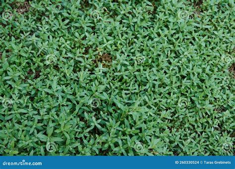 Green Grass Or Lawn Texture Idea Concept Used For Making Green