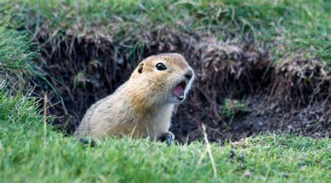 Gopher Pictures Download Free Images On Unsplash