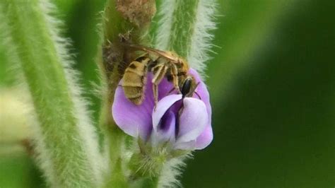 Cross Pollination And Nearby Wildflowers Boosts Soybean Production