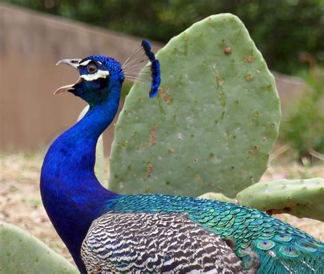 Solve Peacock Jigsaw Puzzle Online With 99 Pieces