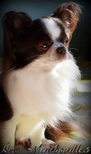 Chien Chihuahua Medvedi Iz Grada Kresta Sex Man