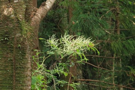 キタキチョウ 長良の落陽 Ⅱ