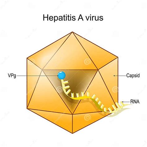 Structure Of Hepatitis A Virus Virion Anatomy Stock Vector