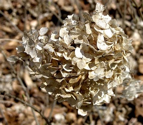 Hydrangea Root Hydrangea Arborescens Root Buyer