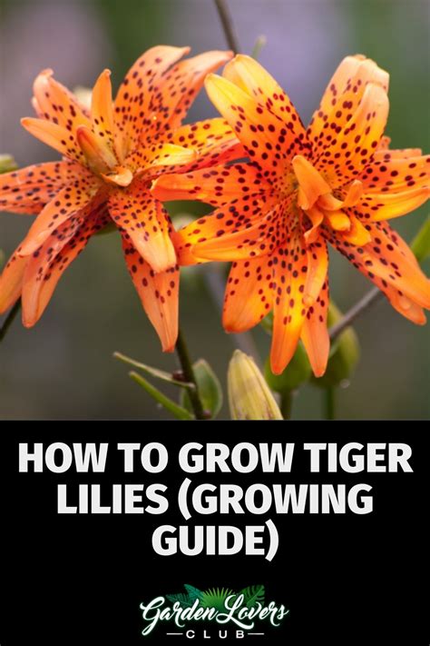 How To Propagate Tiger Lilies From Seed At James Goldsbrough Blog