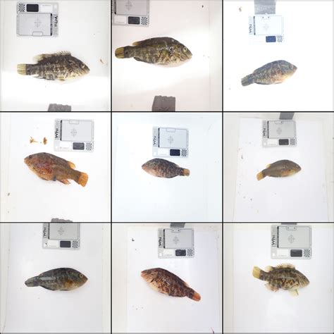 Samples From The Unprocessed Dataset Download Scientific Diagram