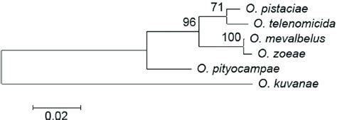Maximum Likelihood Tree For Its2 Haplotypes Using Kimura 2 Parameter