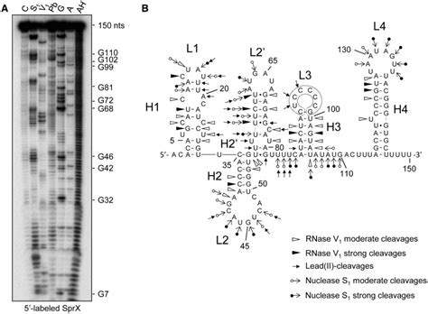 Structural Probe Monitoring Of SprX Conformation In Solution A Download Scientific Diagram
