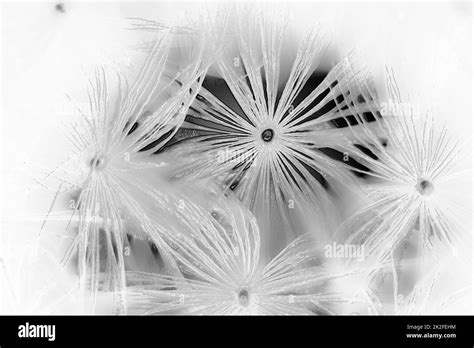 Dandelion Field Black And White Stock Photos Images Alamy