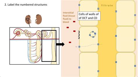 Adh And Osmoregulation A Level Biology Youtube