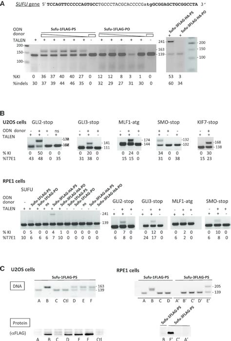 Efficient Tag Sequence Insertion Of More Than Bp Using Modified Download Scientific Diagram