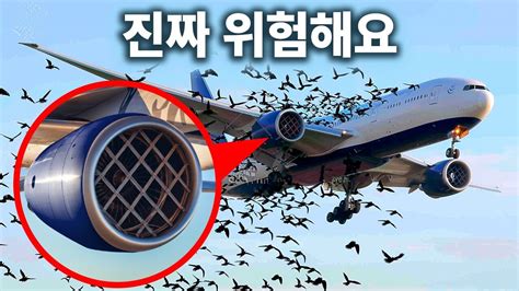 비행기에 조류 장벽이 없는 이유 Youtube