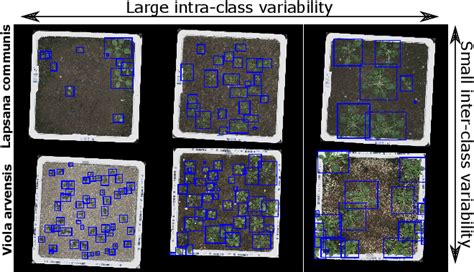 Figure 1 From Class Incremental Learning Of Plant And Disease Detection Growing Branches With