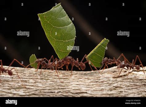 Leafcutter Ant Atta Laevigata Group Carrying Leaves Kavac Venezuela