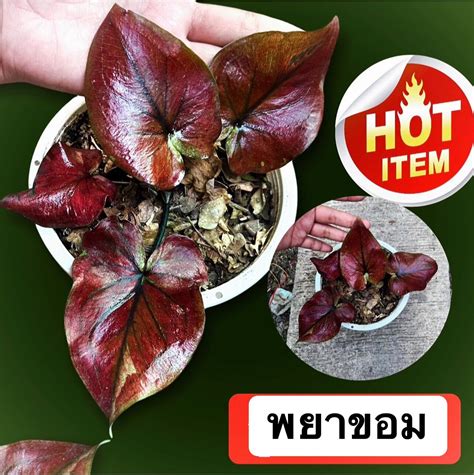 พยาขอมบอนสีฟอร์มสวยๆไซร์ใหญ่สายดาร์กห้ามพลาด ☘️ส่งทั้งกระถาง ชีวิตดี๊ดีแคคตัส