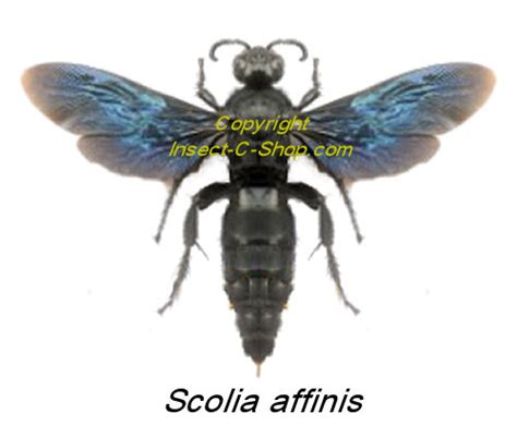 Scolia Affinis Spread Insect Collectors Shop Collectionneur Dinsectes
