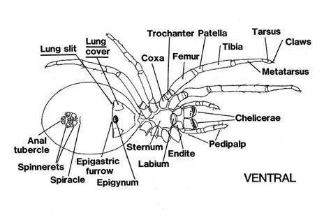Spider Anatomy Diagram