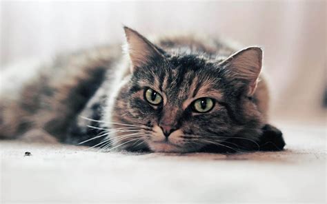 Comment Savoir Si Mon Chat Est Sourd MonChat Ca