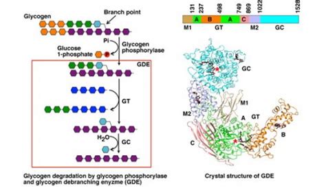 糖原结构 糖原图片 糖原分子 第8页 大山谷图库