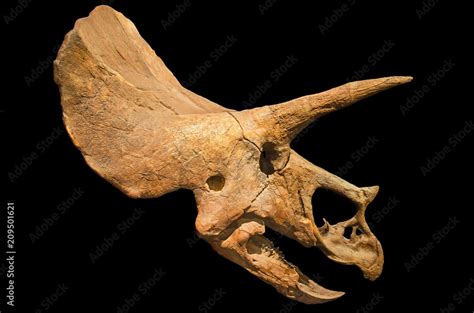 Triceratops Skull Fossil