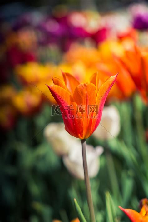 五颜六色的郁金香花在花园里绽放高清摄影大图 千库网