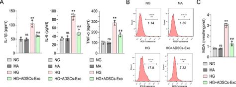 Effects Of High Glucose And Adscs Exo On Podocyte Inflammatory