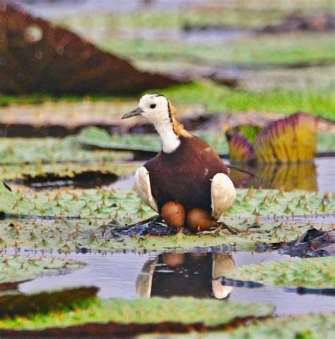 广东观鸟胜地新鲜出炉 本省各种鸟类大全集锦 分布的鸟类品种 鸟类图库 国内外鸟讯信息 国际旅游摄影网