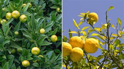 Best Lemon Varieties To Add To Your Orchard