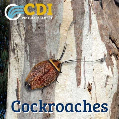 Cockroaches Cockroachestoowoomba Pestmanagement