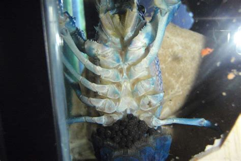Electric Blue Crayfish Care Guide Tank Feeding And More