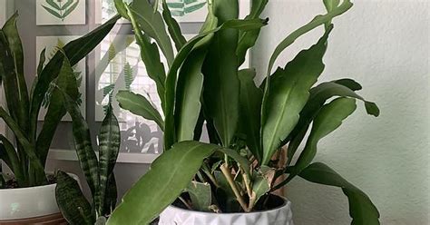 Epiphyllum Hookeri Album On Imgur