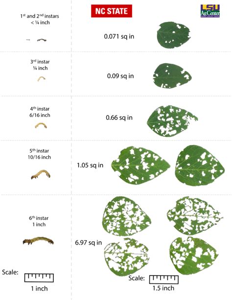 Soybean Looper Defoliation Guide Nc State Extension