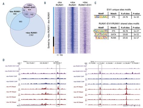 Runx1 Evi1 Disrupts Lineage Determination And The Cell Cycle By Interfering With Runx1 And Evi1