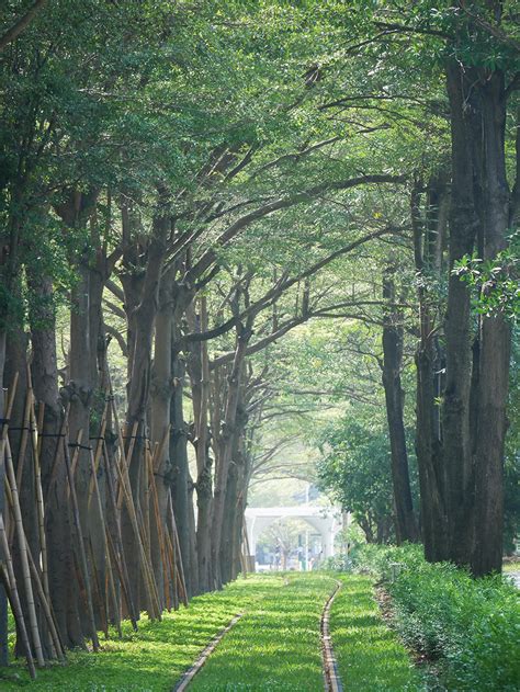 高雄 鼓山 龍貓輕軌隧道 列車穿梭高美館綠色隧道 爆紅輕軌最美路段 蜜瑪連線 歡樂同萌會號 超萌蜜柑黃阿瑪列車 阿捷的打飯班